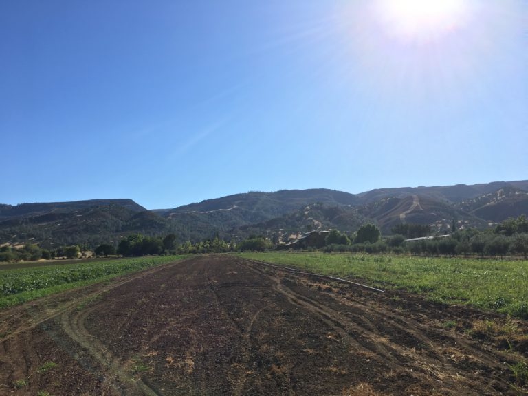 Full Belly Farm Dinner and eggplant – Hungry Hungry Hippie
